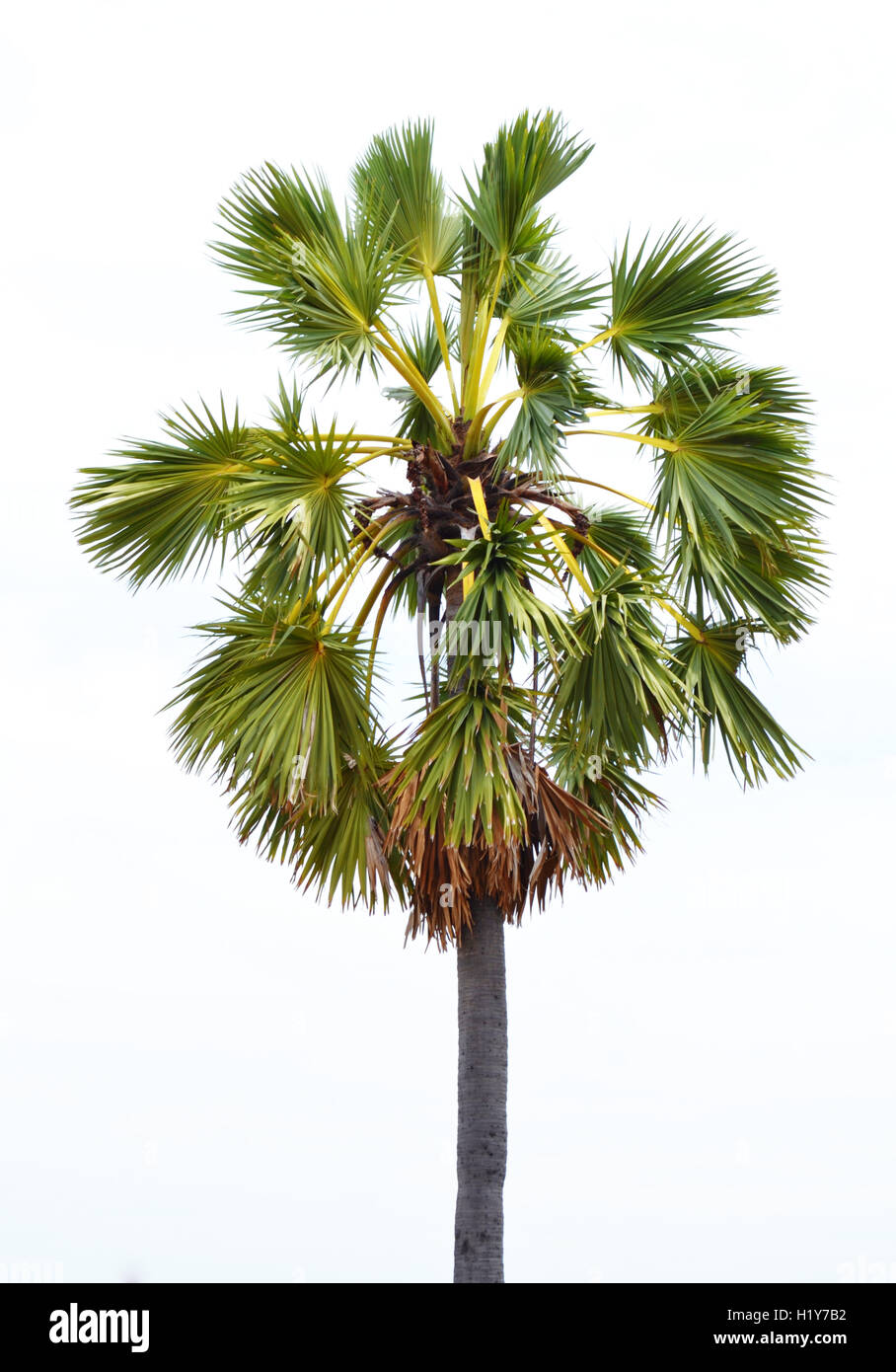 Sugar palm tree hi-res stock photography and images - Alamy