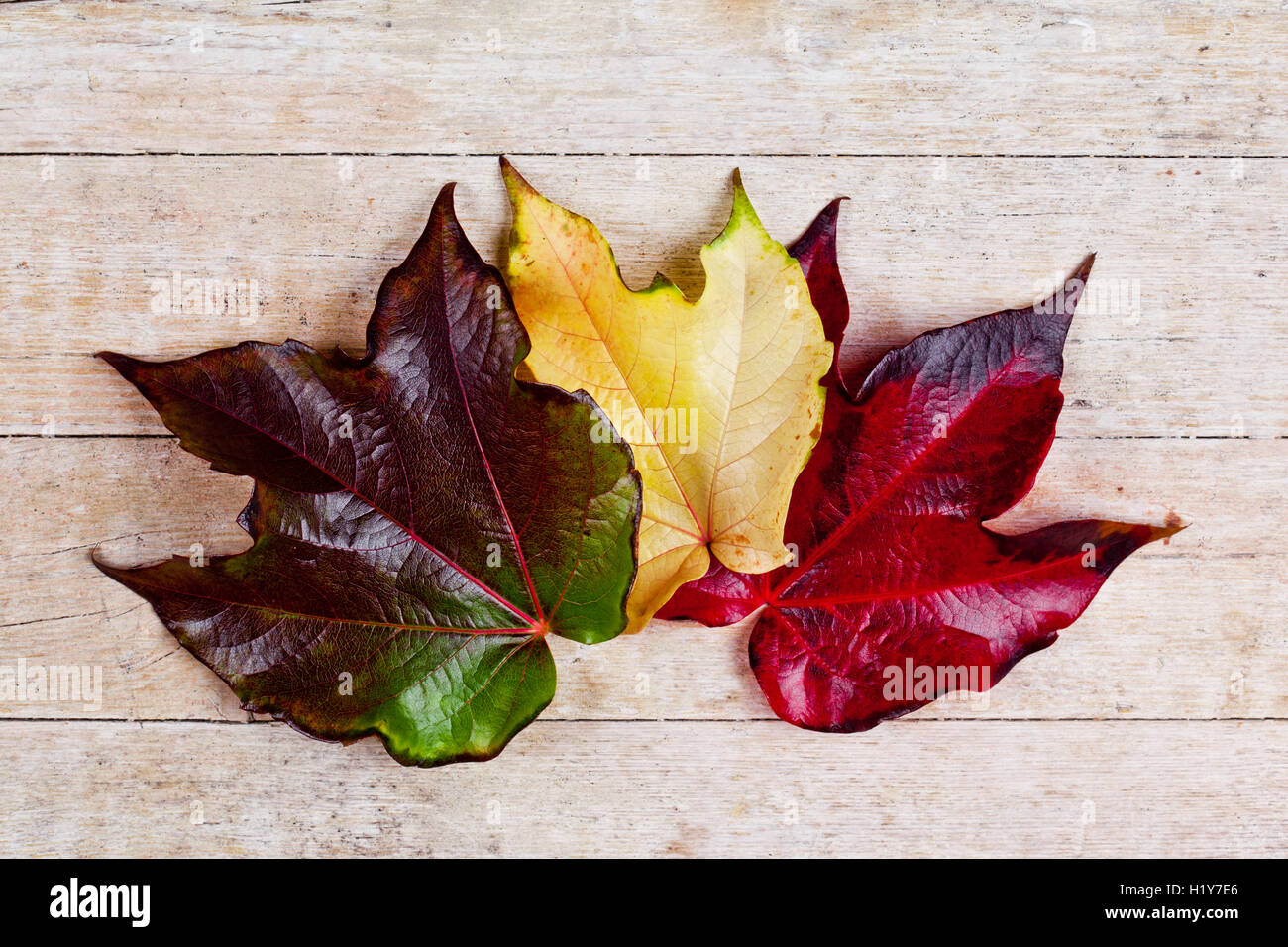 Three empty leaves hi-res stock photography and images - Alamy