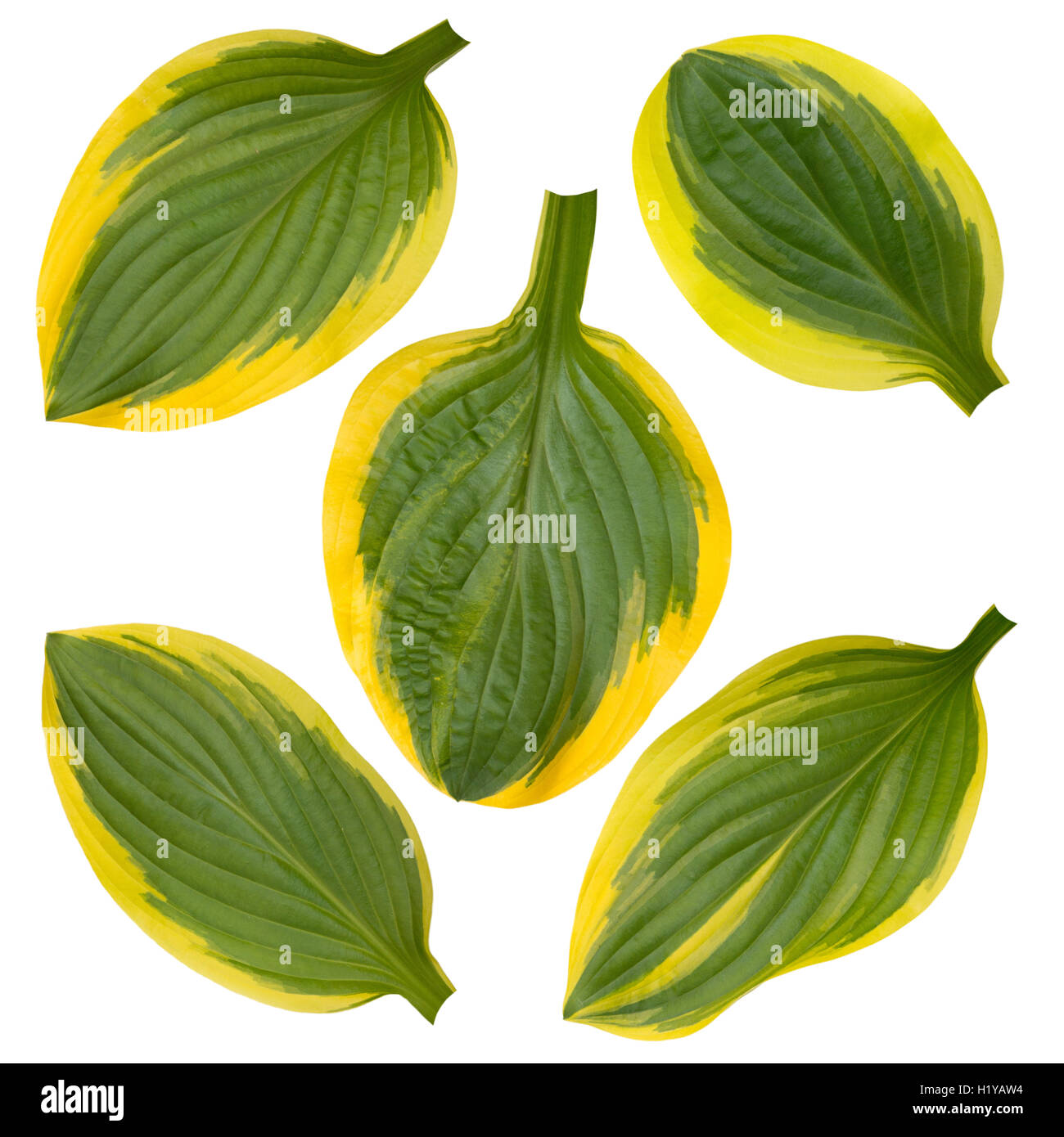 Set of five hosta striped leaves isolated on white Stock Photo - Alamy