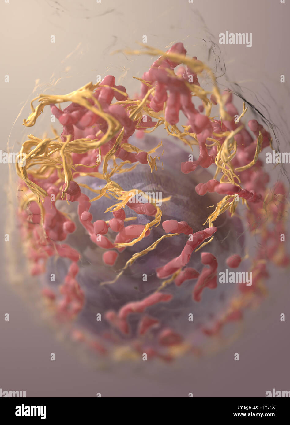3D structure of a melanoma cell derived by ion abrasion scanning ...