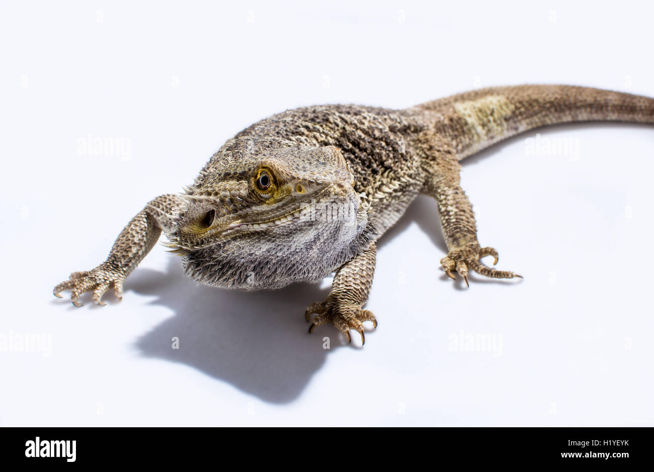 Exotic pet reptile Stock Photo - Alamy