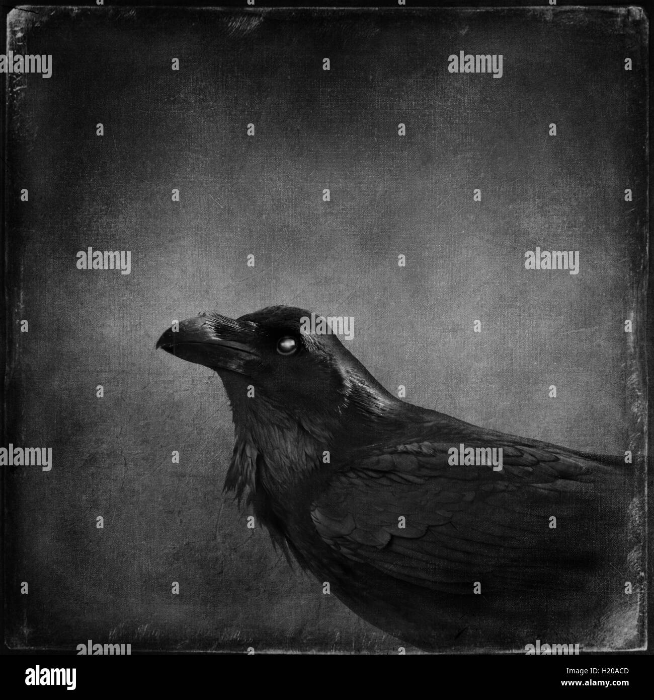 Raven crows Black and White Stock Photos & Images - Alamy