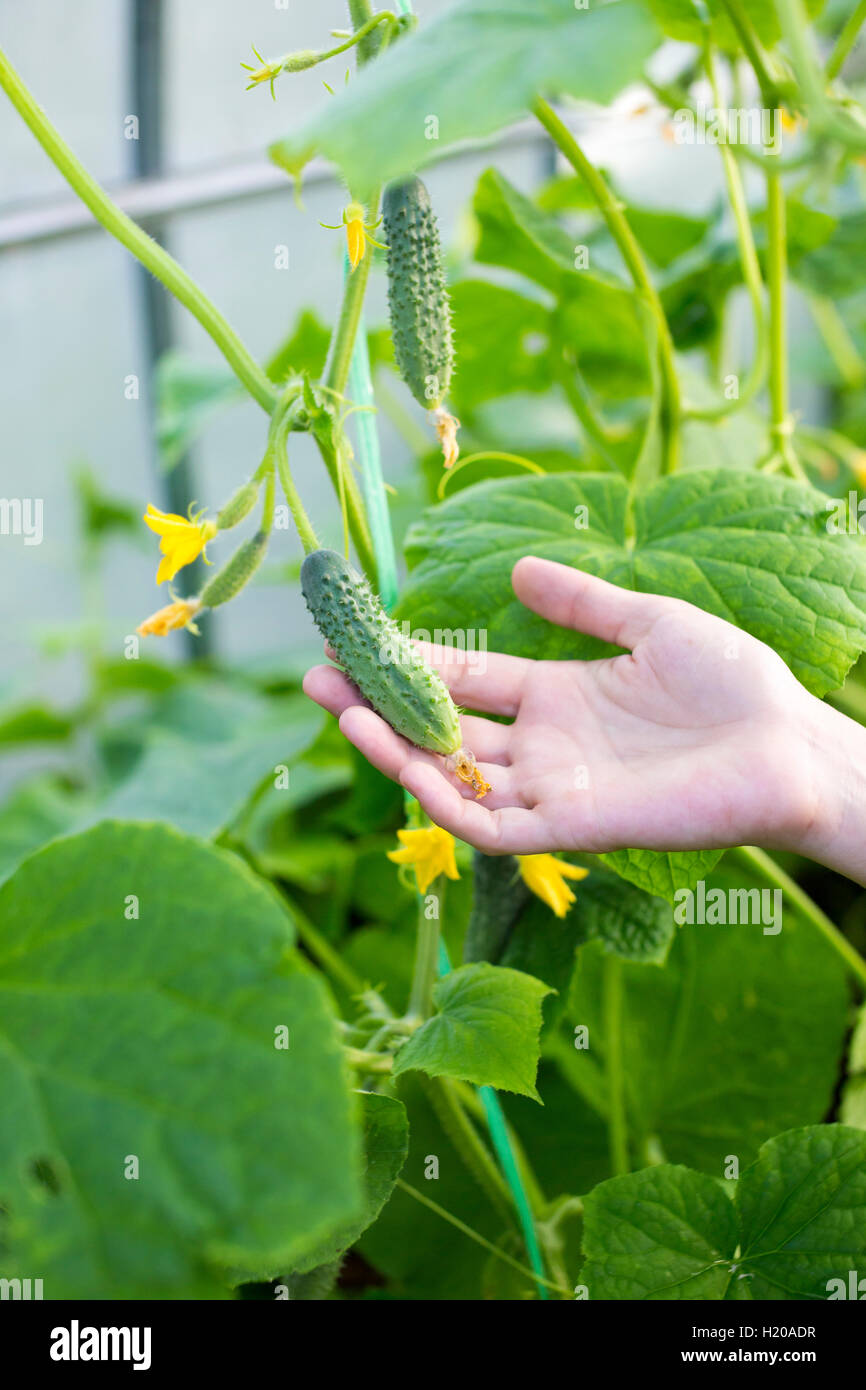 Woman's hand holding cucumber Stock Photo - Alamy