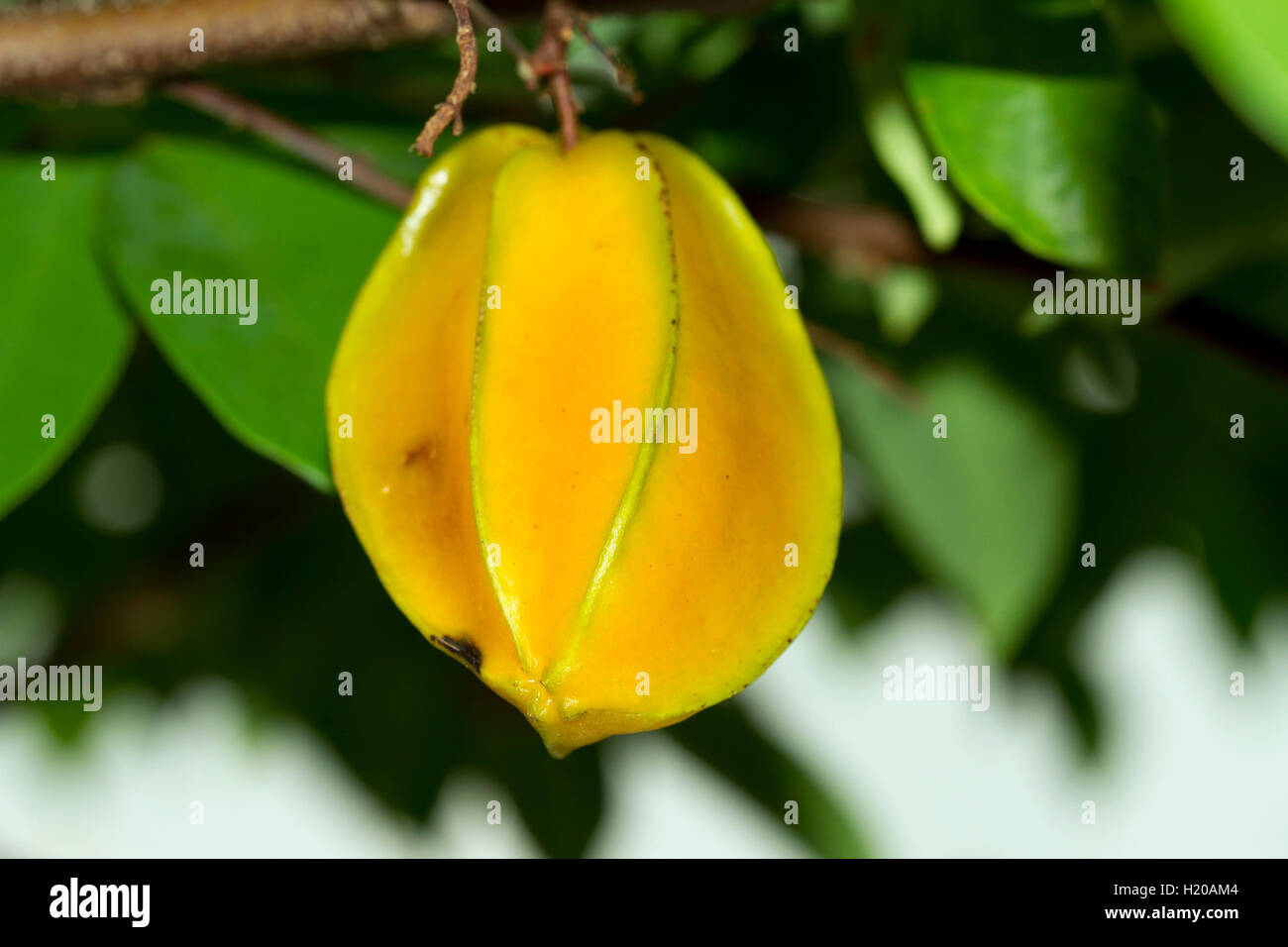 Thailand, star fruit at tree Stock Photo - Alamy