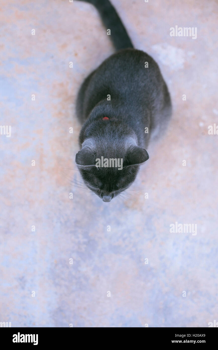 Meowing Russian blue looking up to camera Stock Photo - Alamy