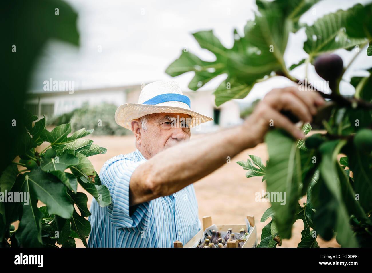 Senior man picking figs Stock Photo - Alamy