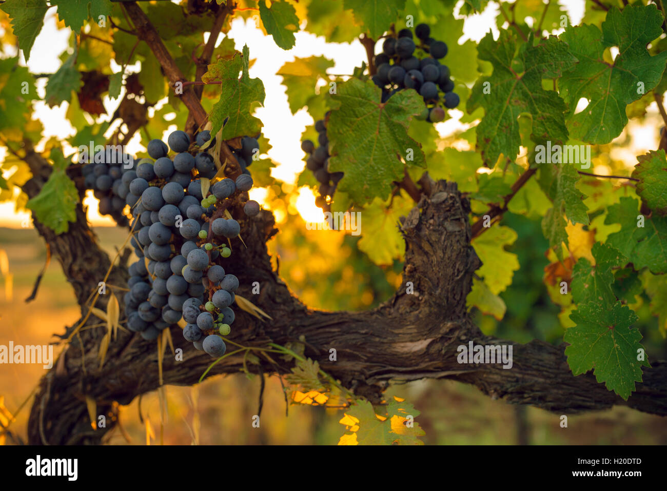 Red grapes hanging from vine Stock Photo - Alamy