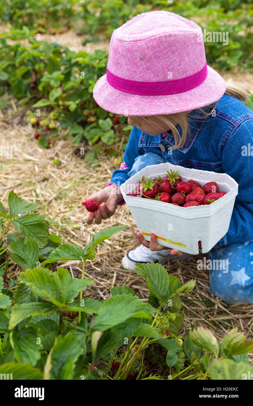 Little girl picking strawberries on strawberry field Stock Photo - Alamy
