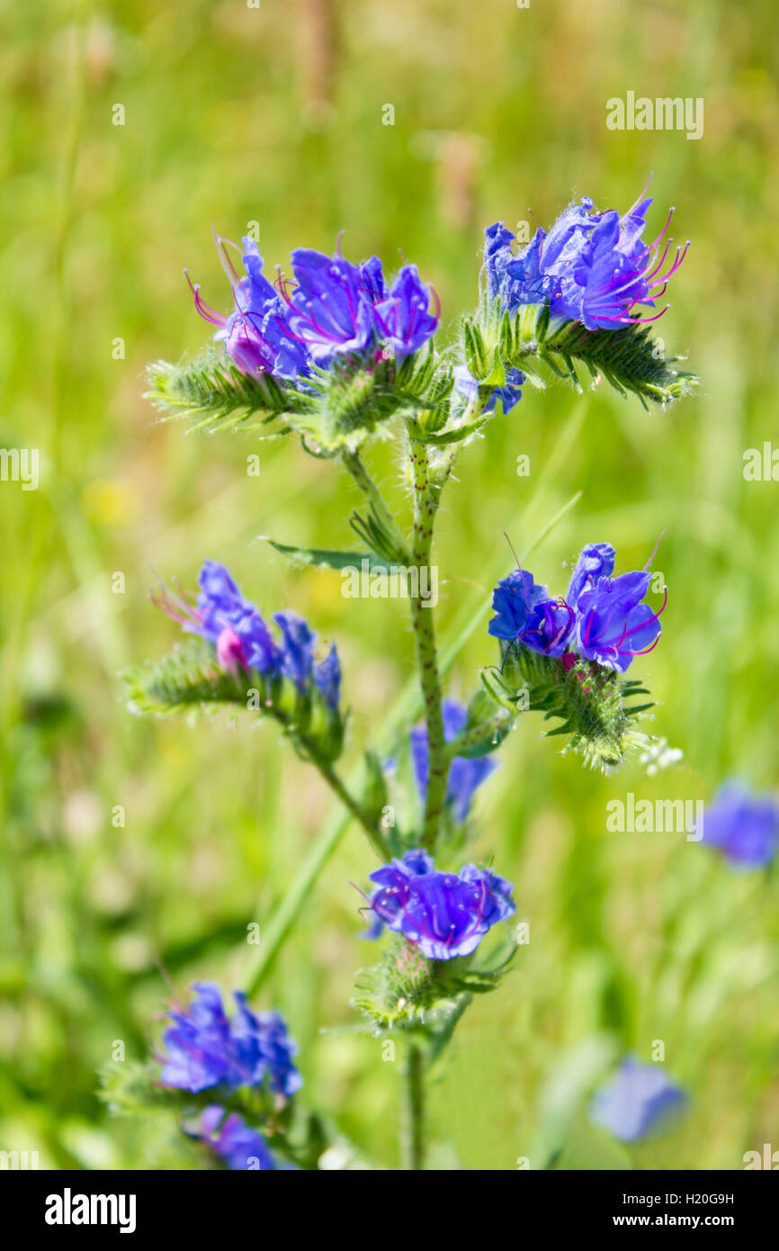 Blueweed in green gras hi-res stock photography and images - Alamy