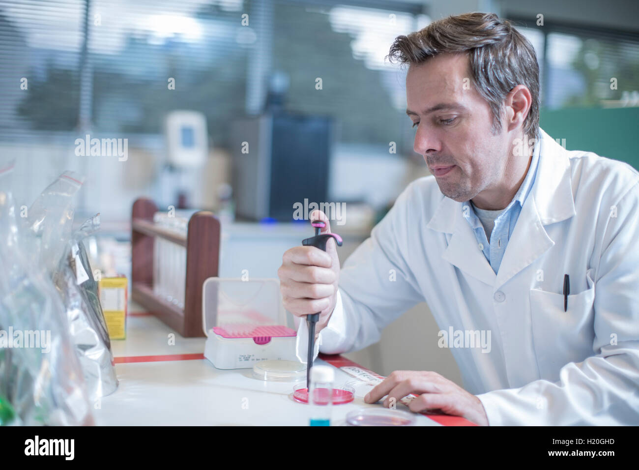 Scientist pipetting in lab Stock Photo - Alamy