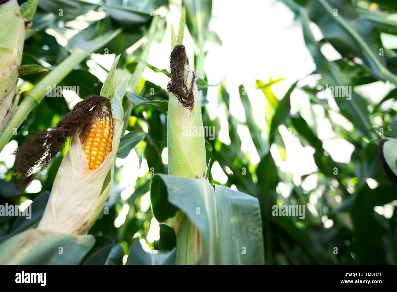 Part of cornfield hi-res stock photography and images - Alamy