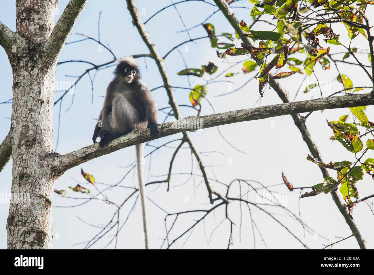 Monkey Looking Sideways High Resolution Stock Photography and Images ...