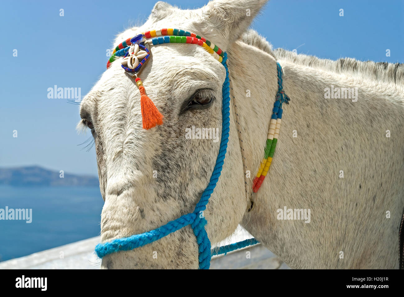 donkey with blue and other multi colored halter Stock Photo - Alamy
