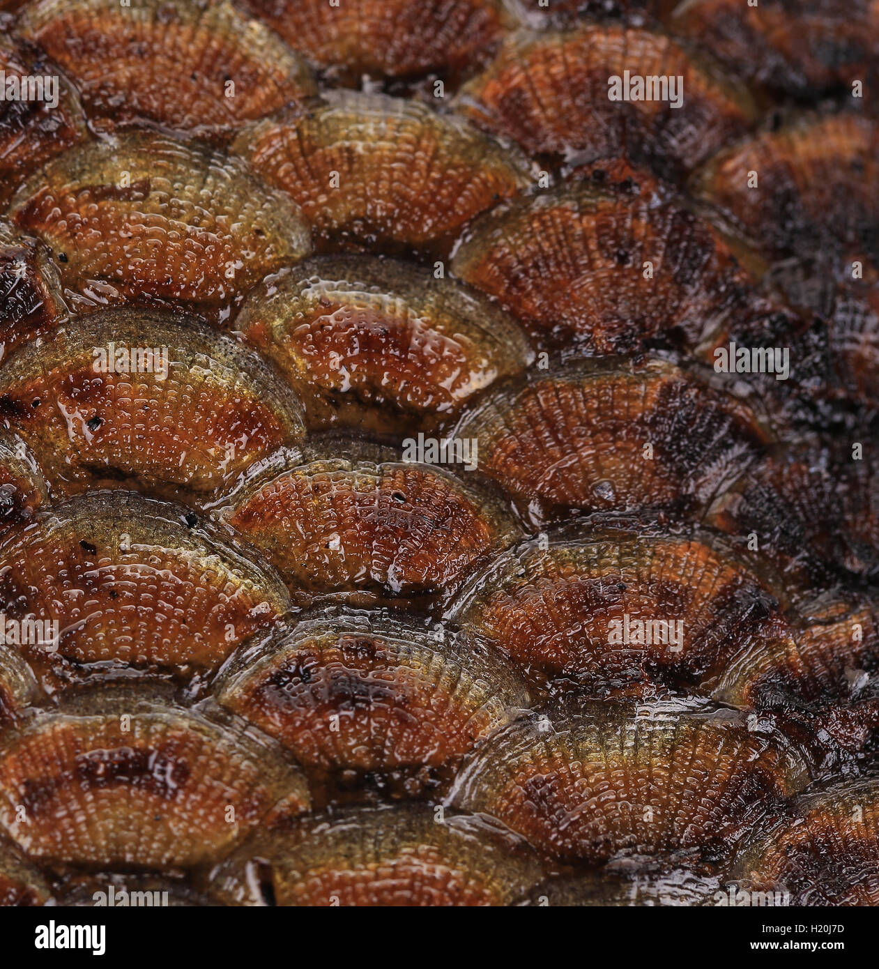 Texture of fish scales close up Stock Photo - Alamy
