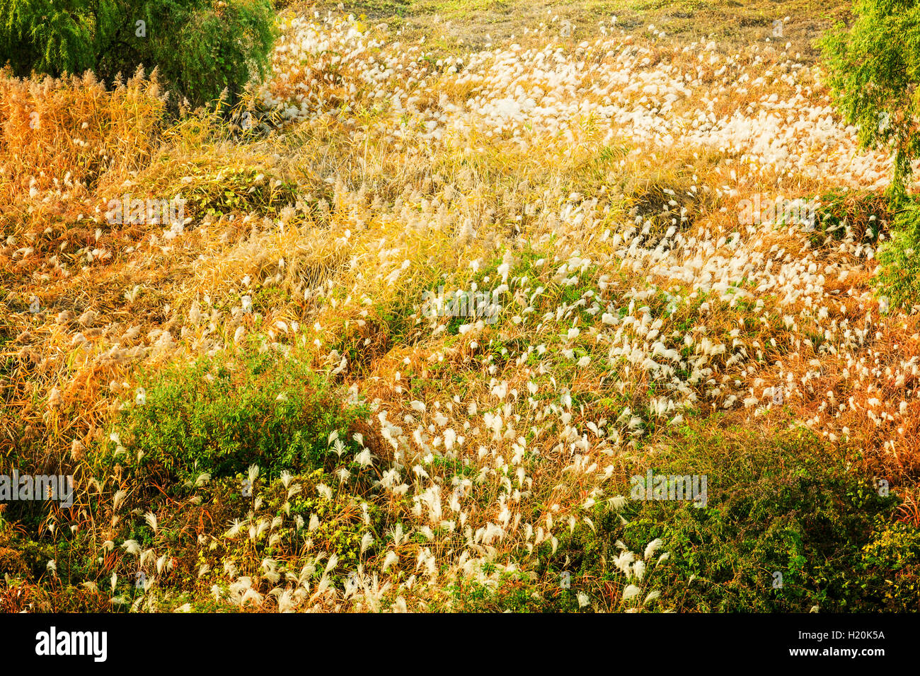 Wildgrass on mountain Stock Photo - Alamy