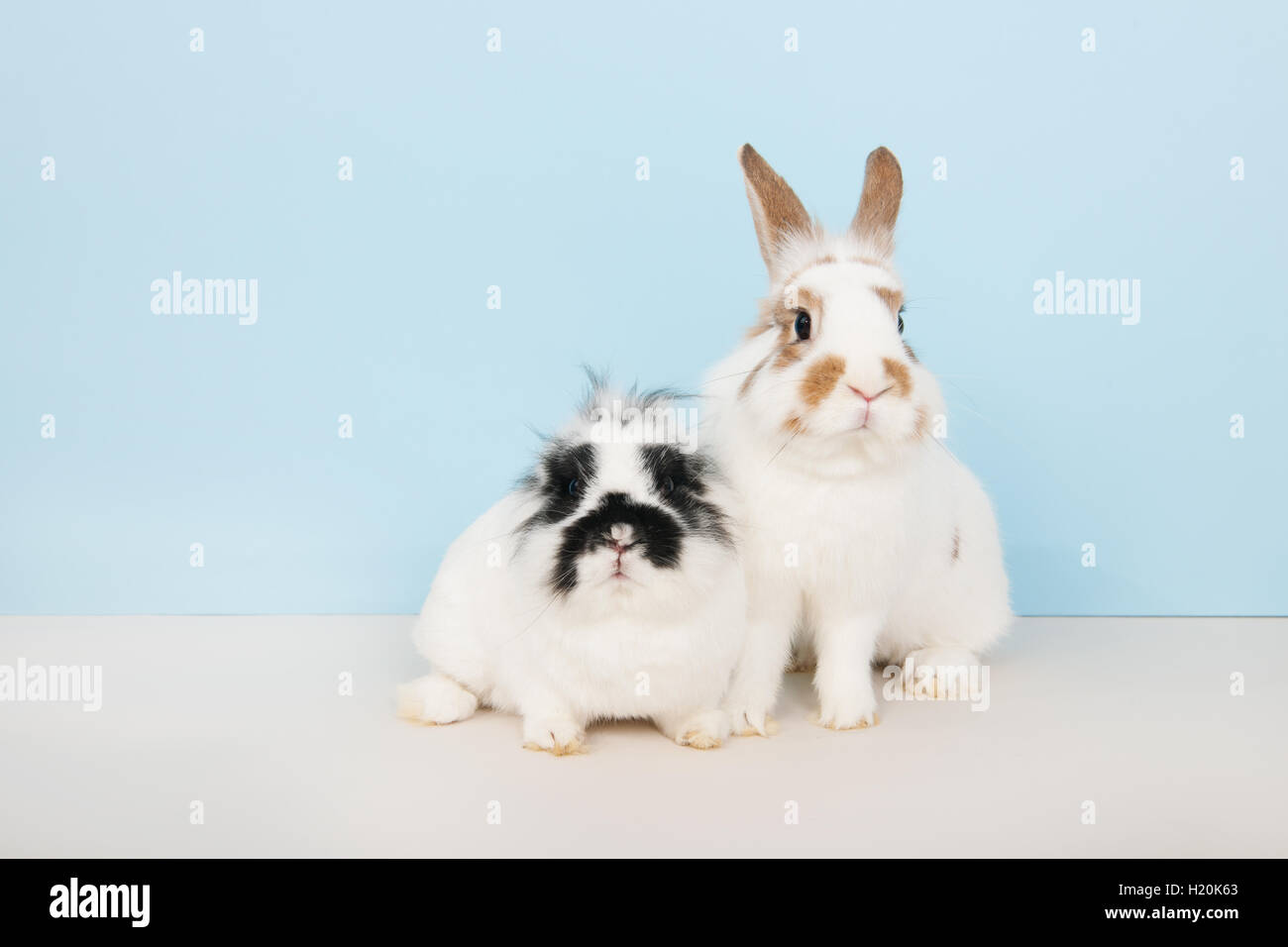 Two rabbits on blue background Stock Photo - Alamy