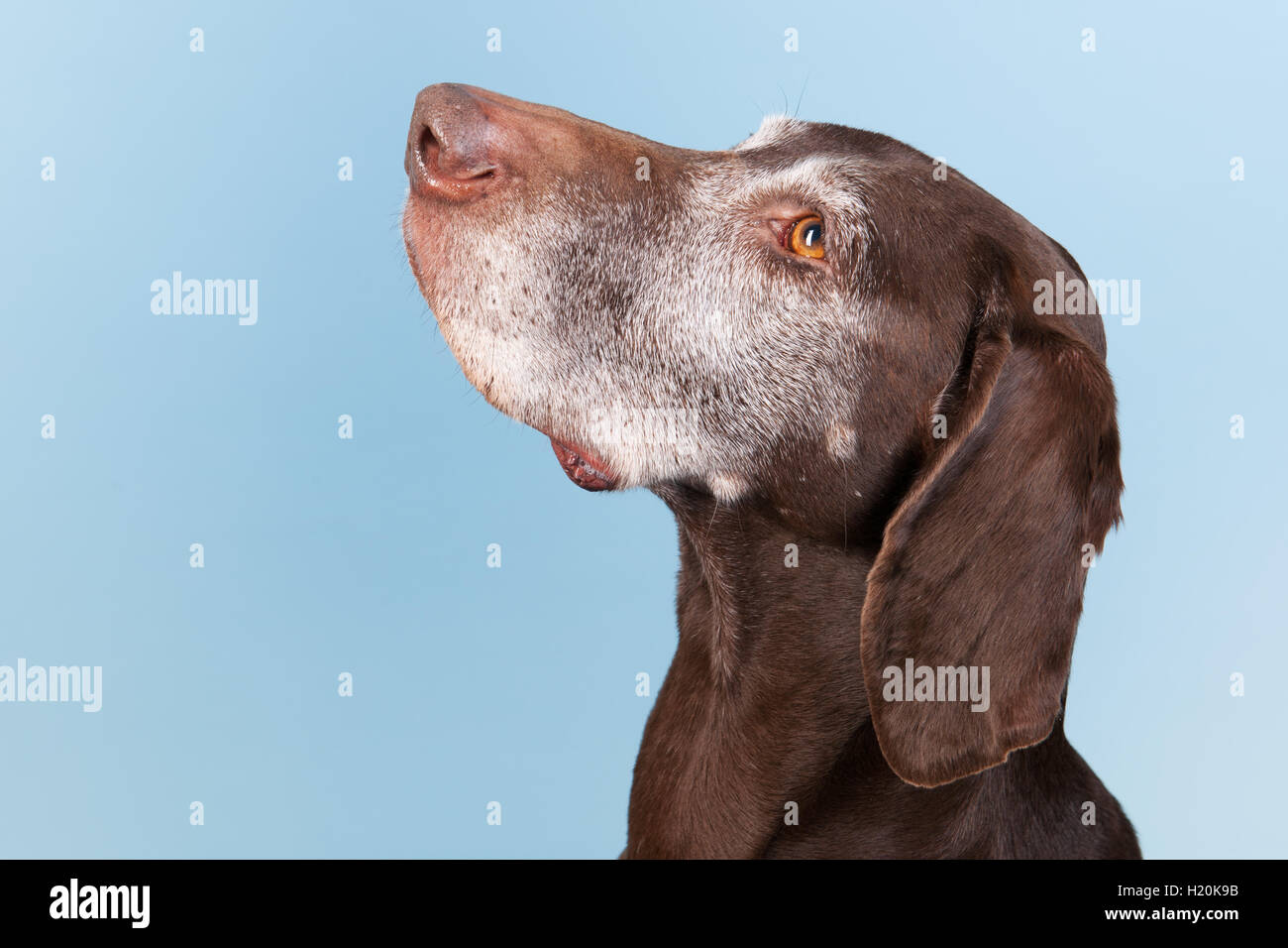 Portrait old dog Stock Photo - Alamy