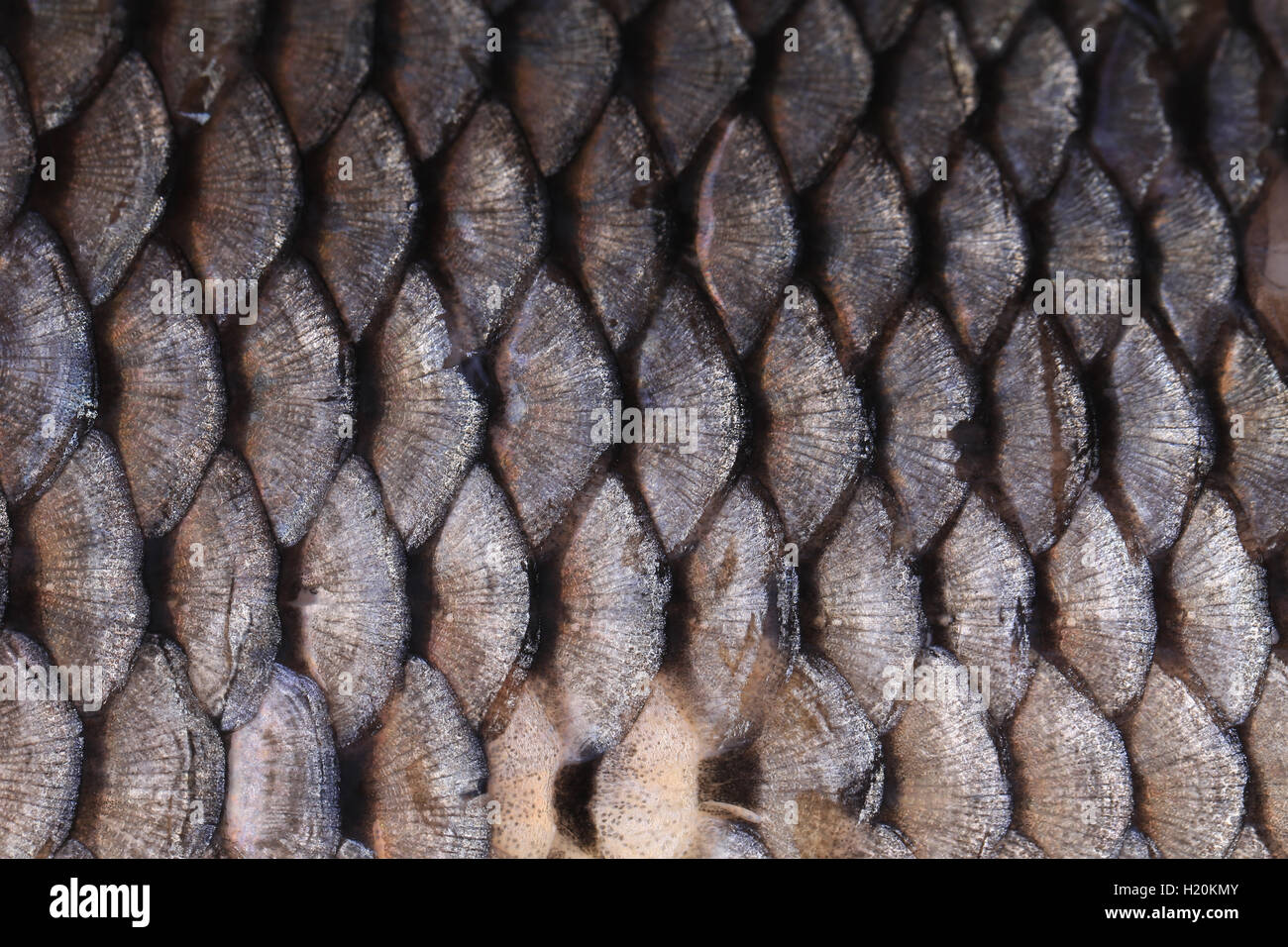Texture of fish scales close up Stock Photo - Alamy