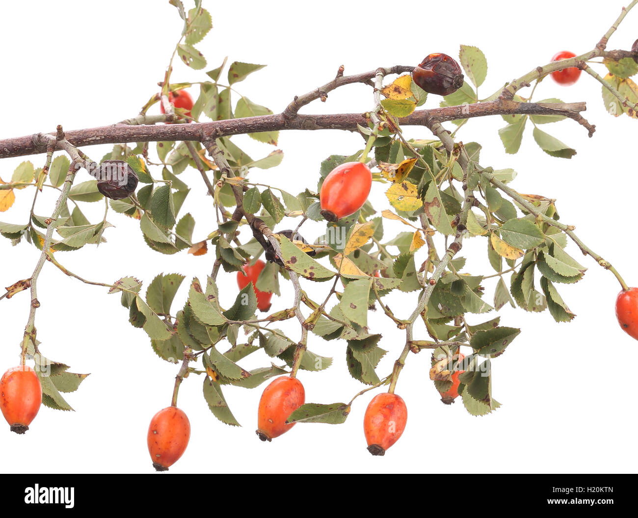 Isolated image of a branch rose hips Stock Photo - Alamy