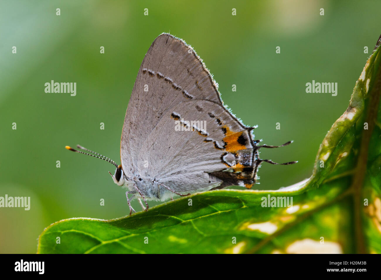 Strymon hi-res stock photography and images - Alamy