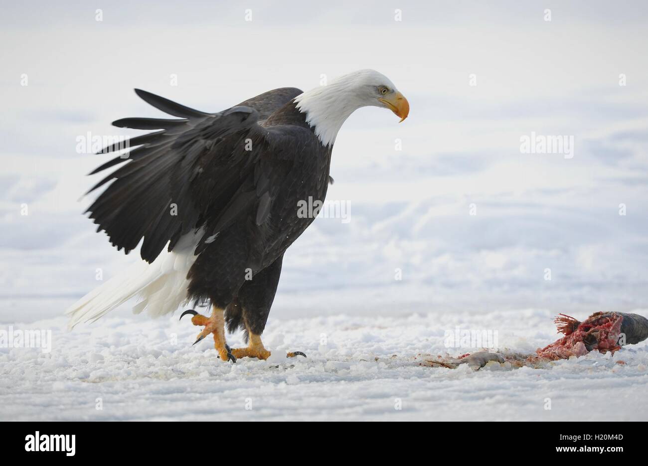 The Bald eagle landed Stock Photo - Alamy