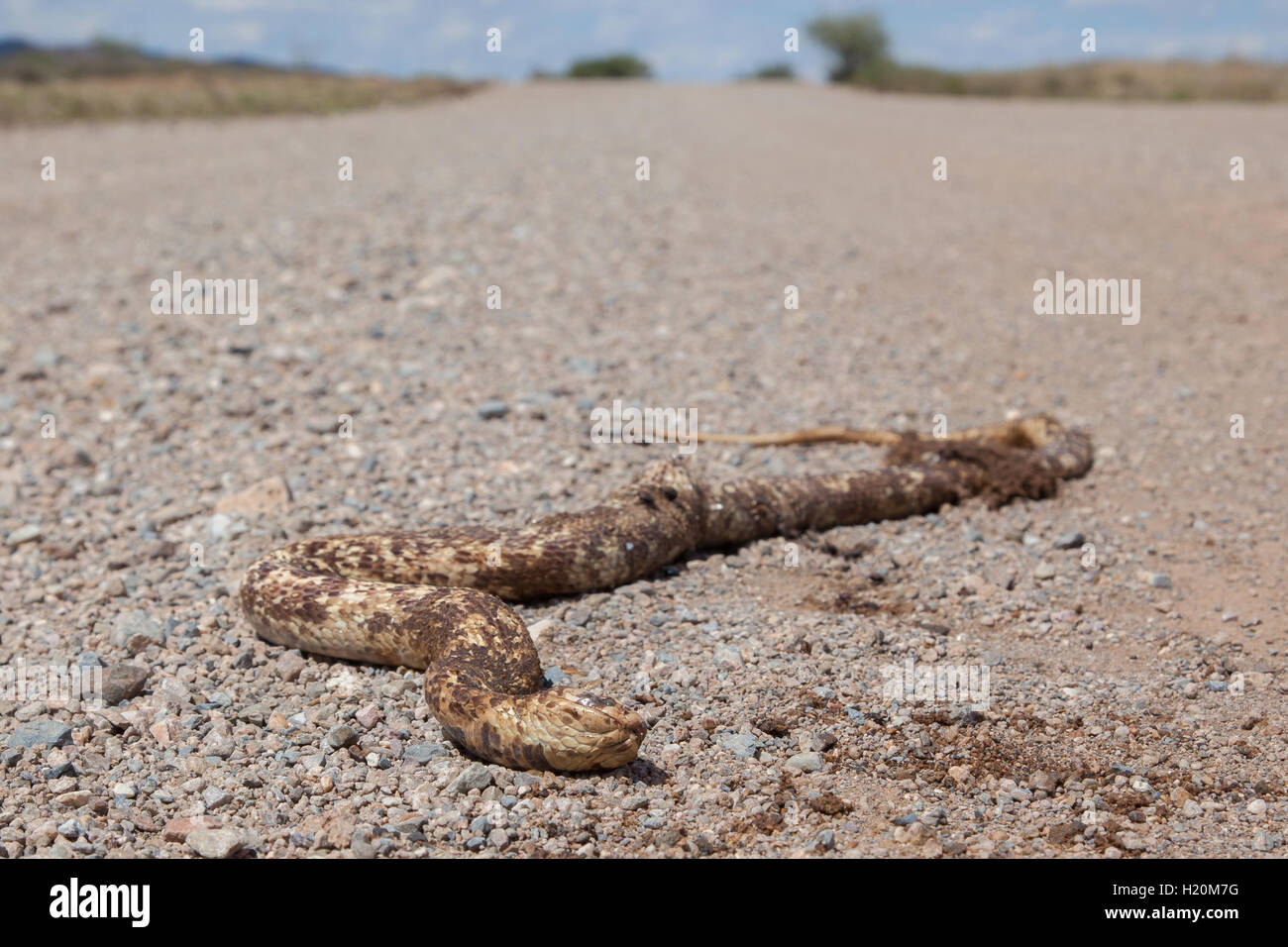 Roadkill - Horned Adder snake on a gravel road Stock Photo - Alamy
