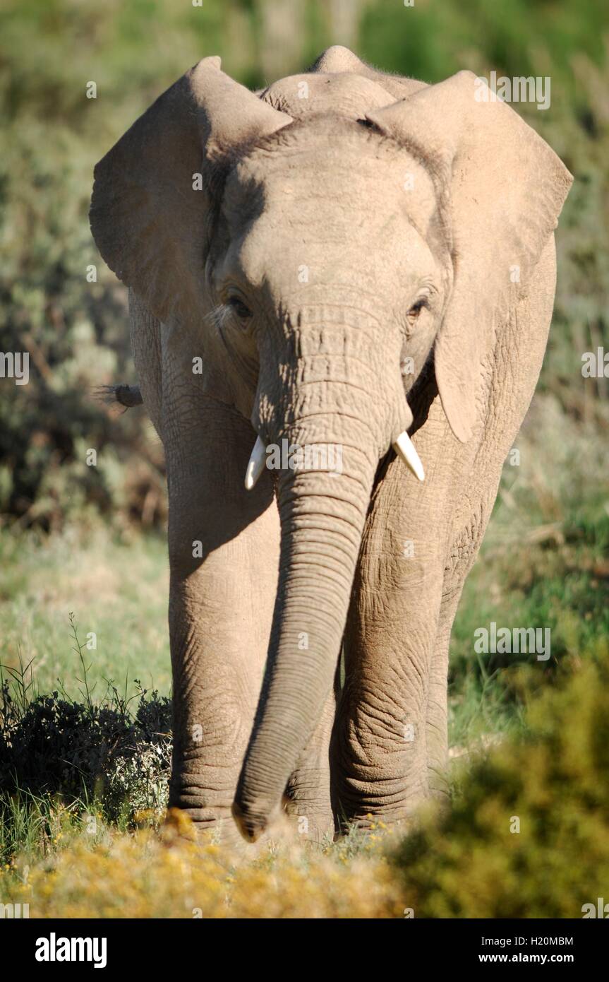 Cow with tusks hi-res stock photography and images - Alamy
