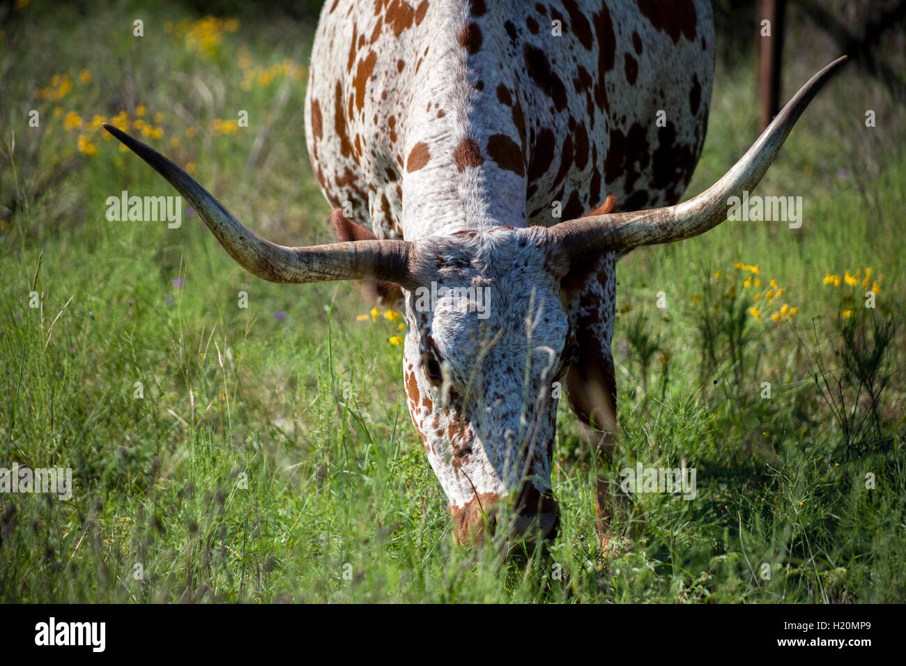 A Texas Longhorn grazes in a field with wild flowers Stock Photo - Alamy