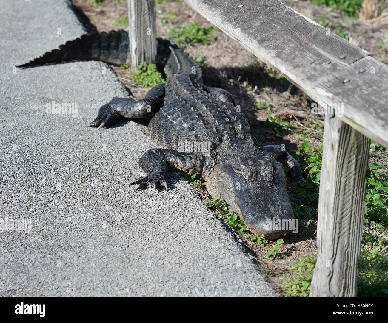 Alligator grass hi-res stock photography and images - Alamy