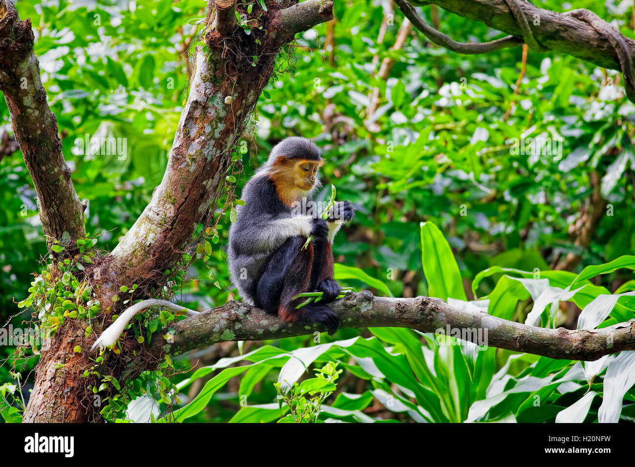 Douc Langur Pygathrix Nemaeus High Resolution Stock Photography and ...