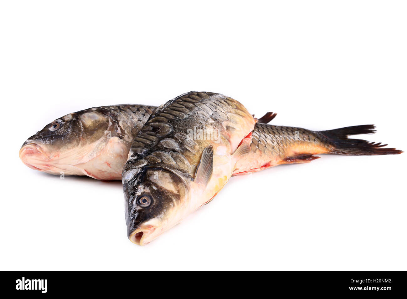 Mirror carp Cut Out Stock Images & Pictures - Alamy