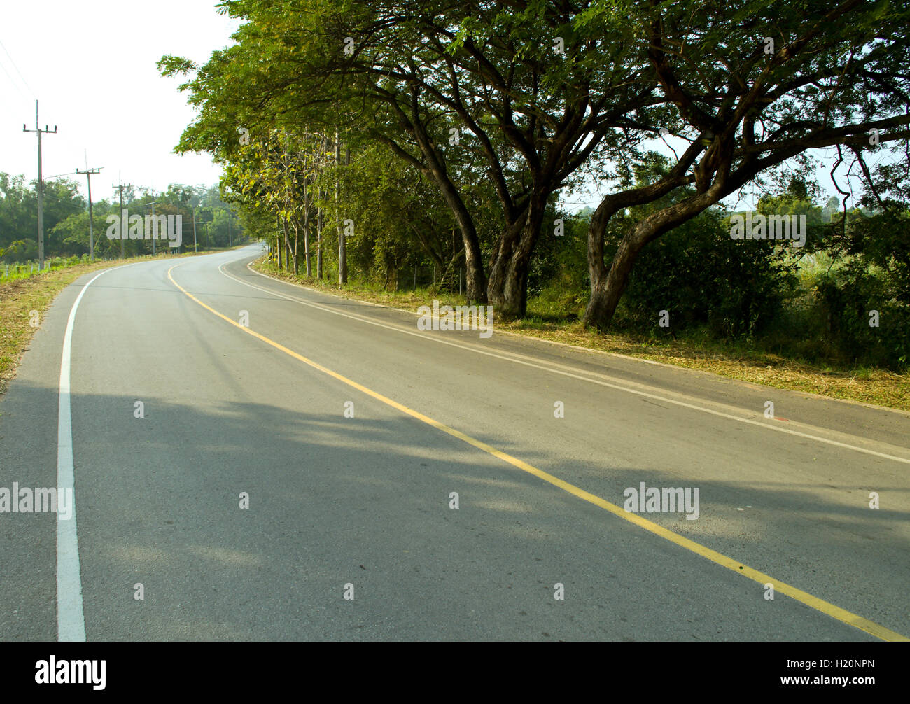 tree on the road Stock Photo - Alamy