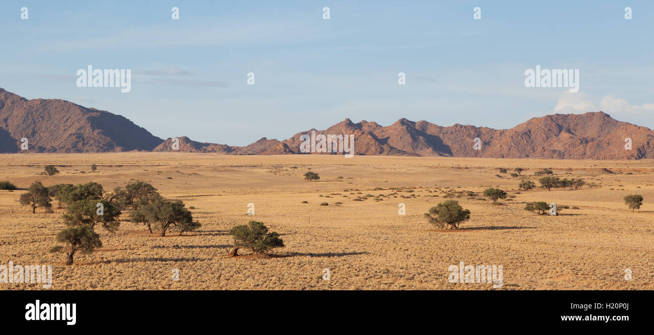 Desert landscape with grasses, red sand dunes and an African Aca Stock ...