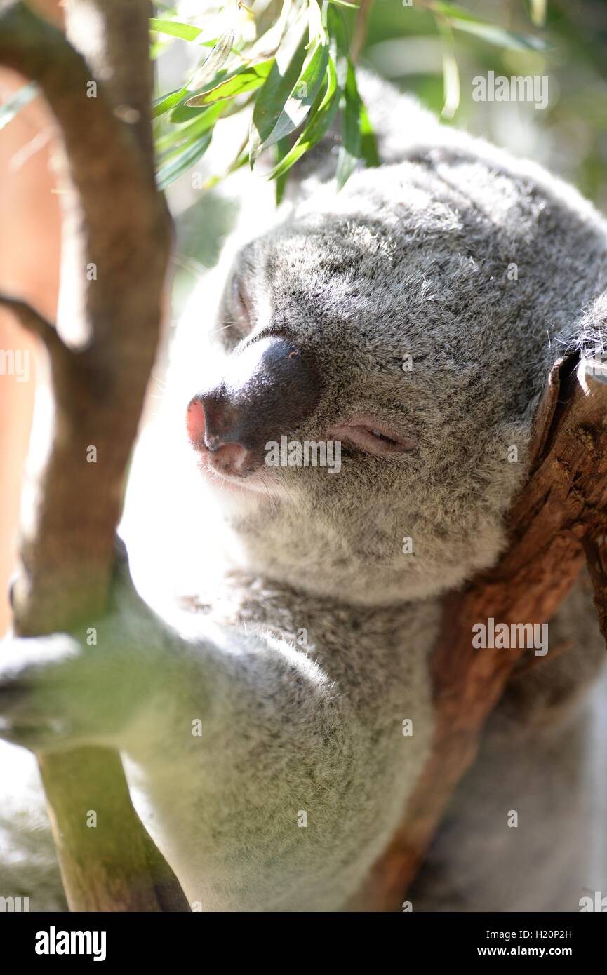 White koala hi-res stock photography and images - Alamy