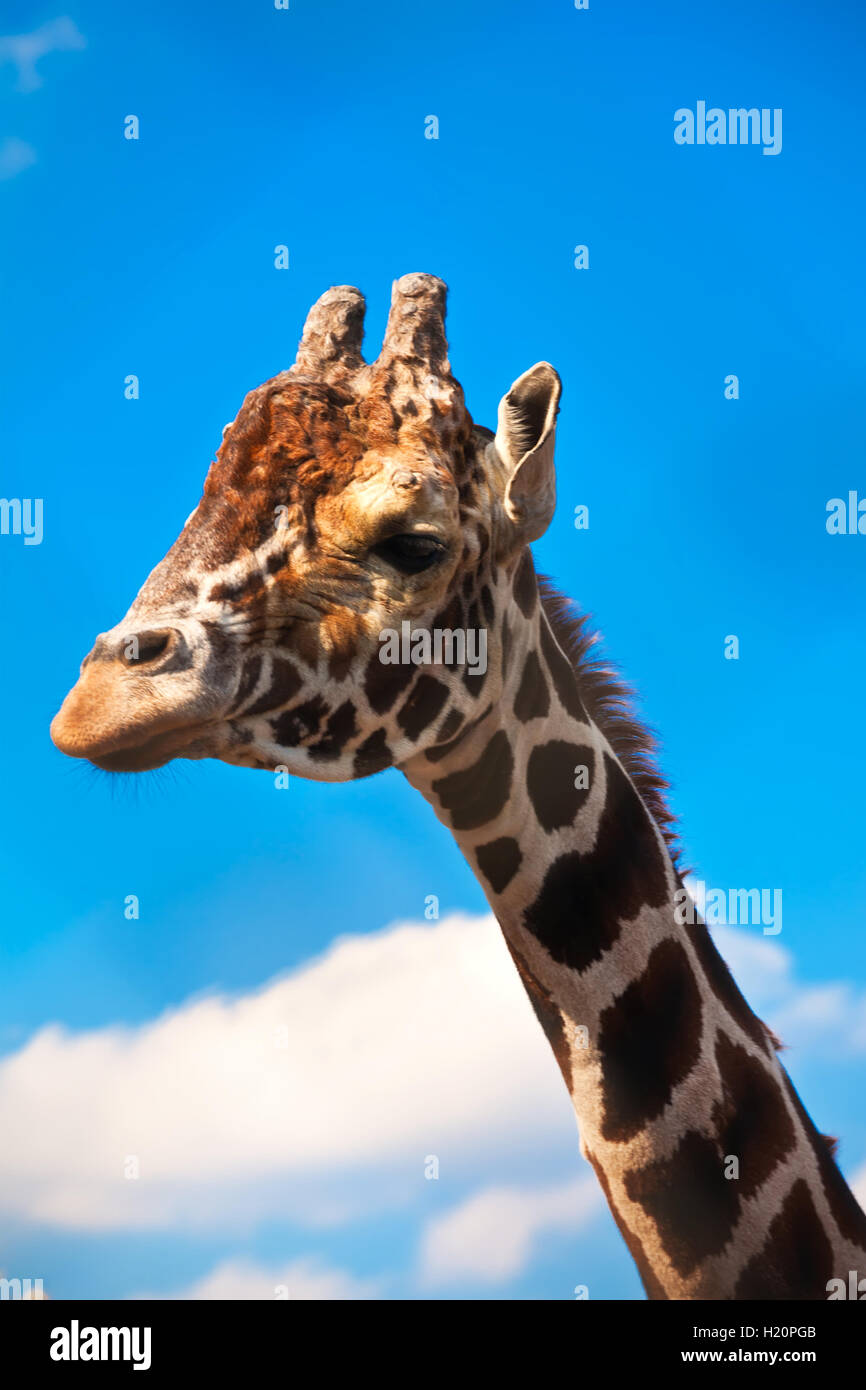 Giraffe head neck hi-res stock photography and images - Alamy