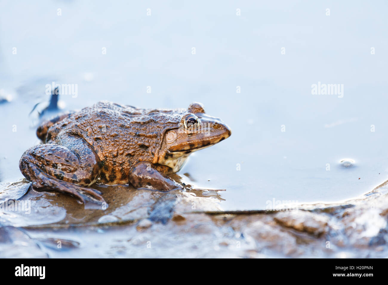 Frog in pond Stock Photo - Alamy