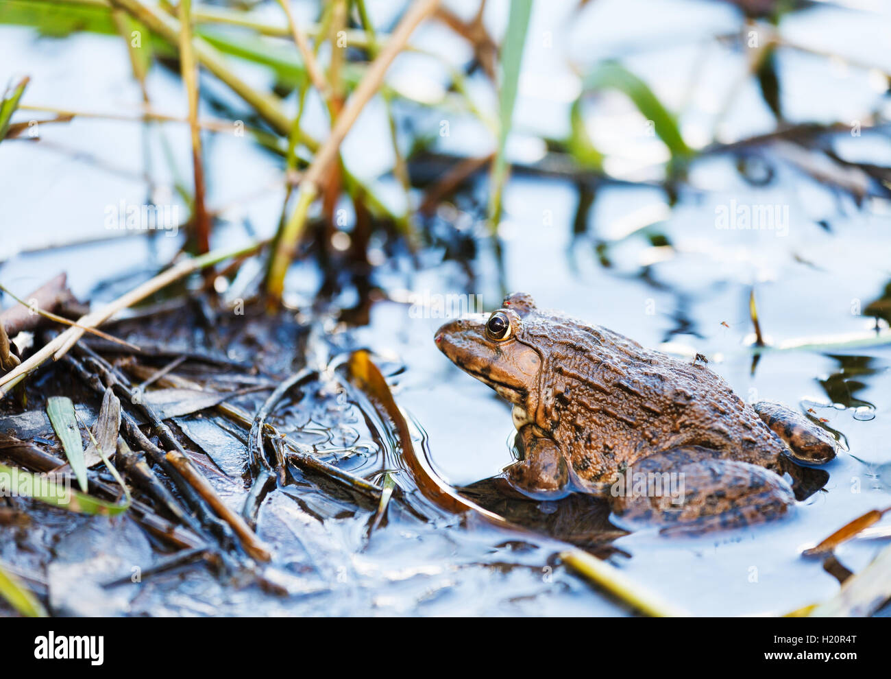 Frog in lake Stock Photo - Alamy