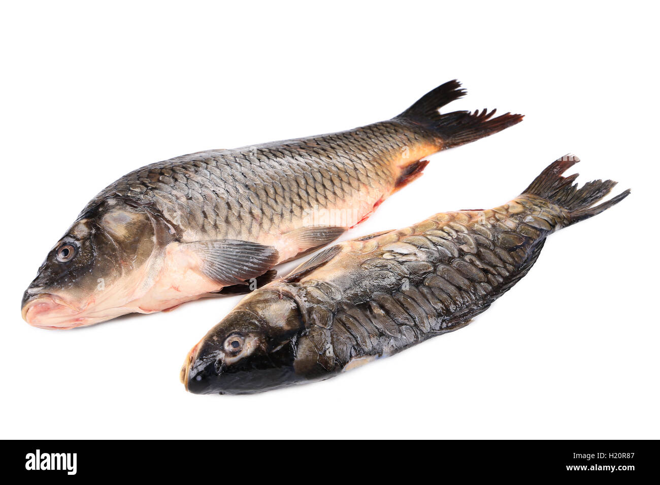 Mirror carp Cut Out Stock Images & Pictures - Alamy