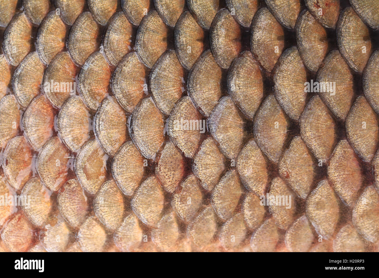 Texture of fish scales close up Stock Photo - Alamy