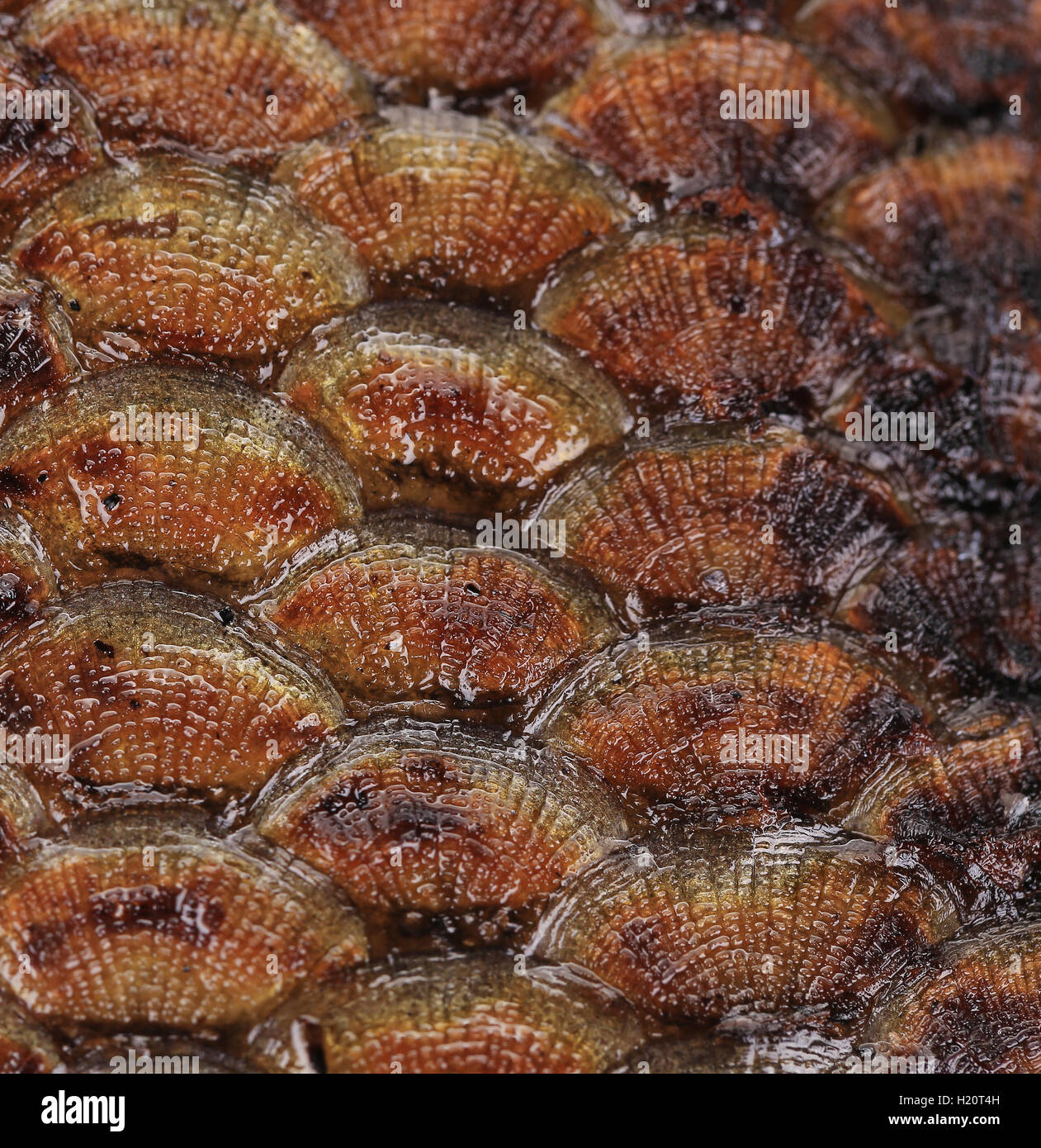 Fish Scales Close Up High Resolution Stock Photography and Images - Alamy