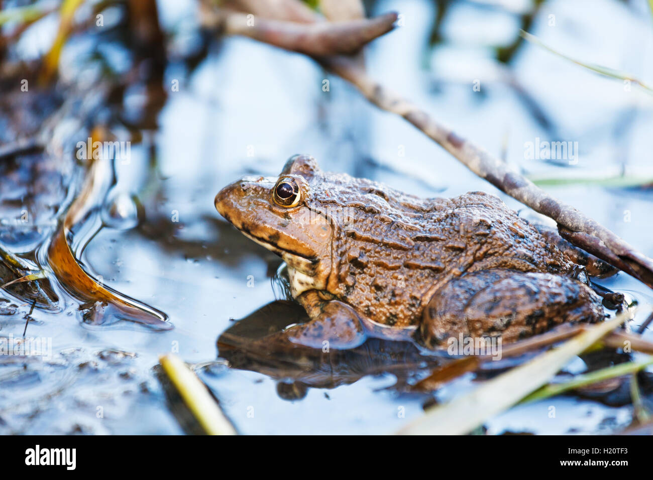 Tree frog pond hi-res stock photography and images - Alamy