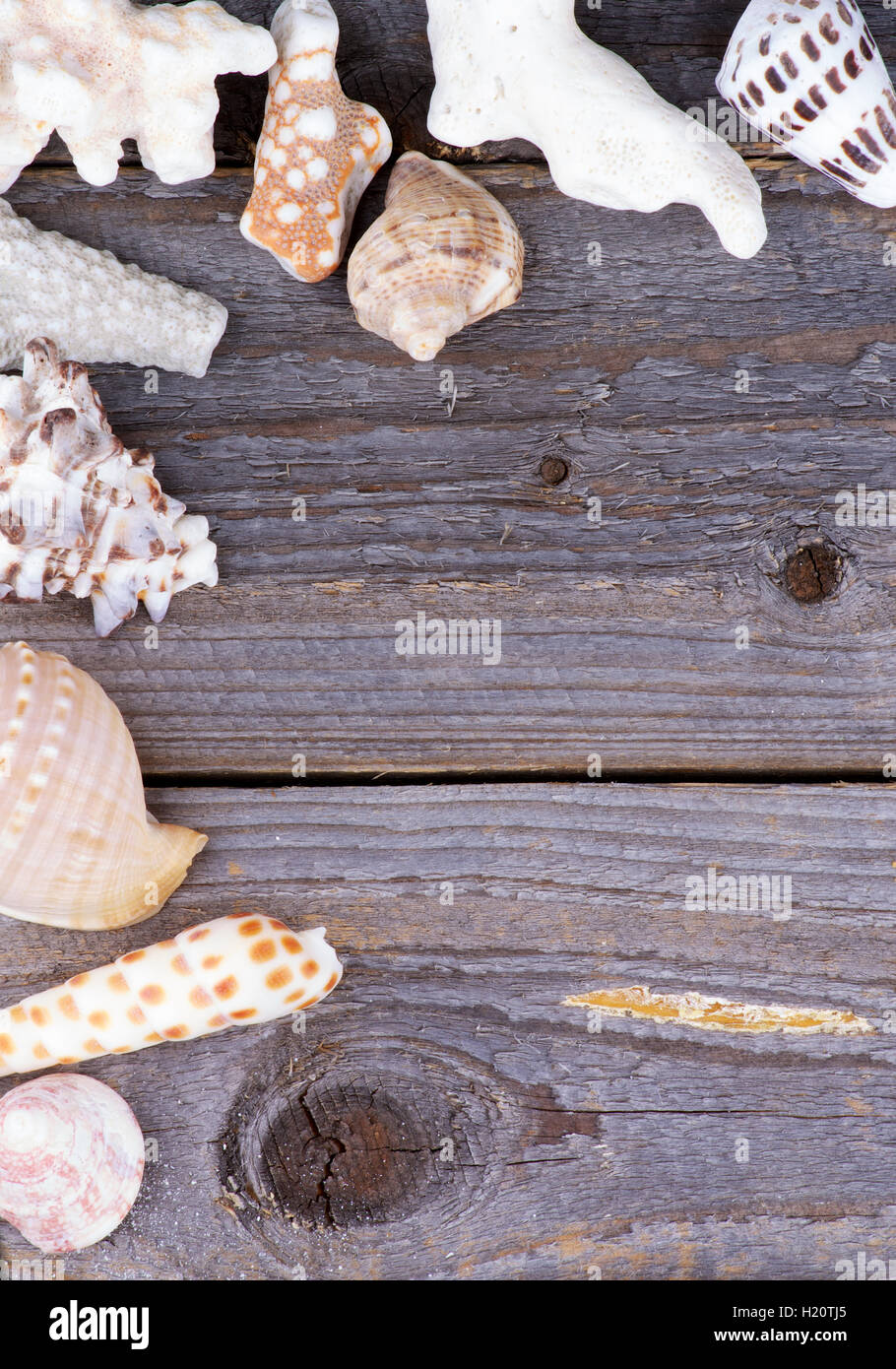 Frame of Conch Sea Shell Stock Photo - Alamy