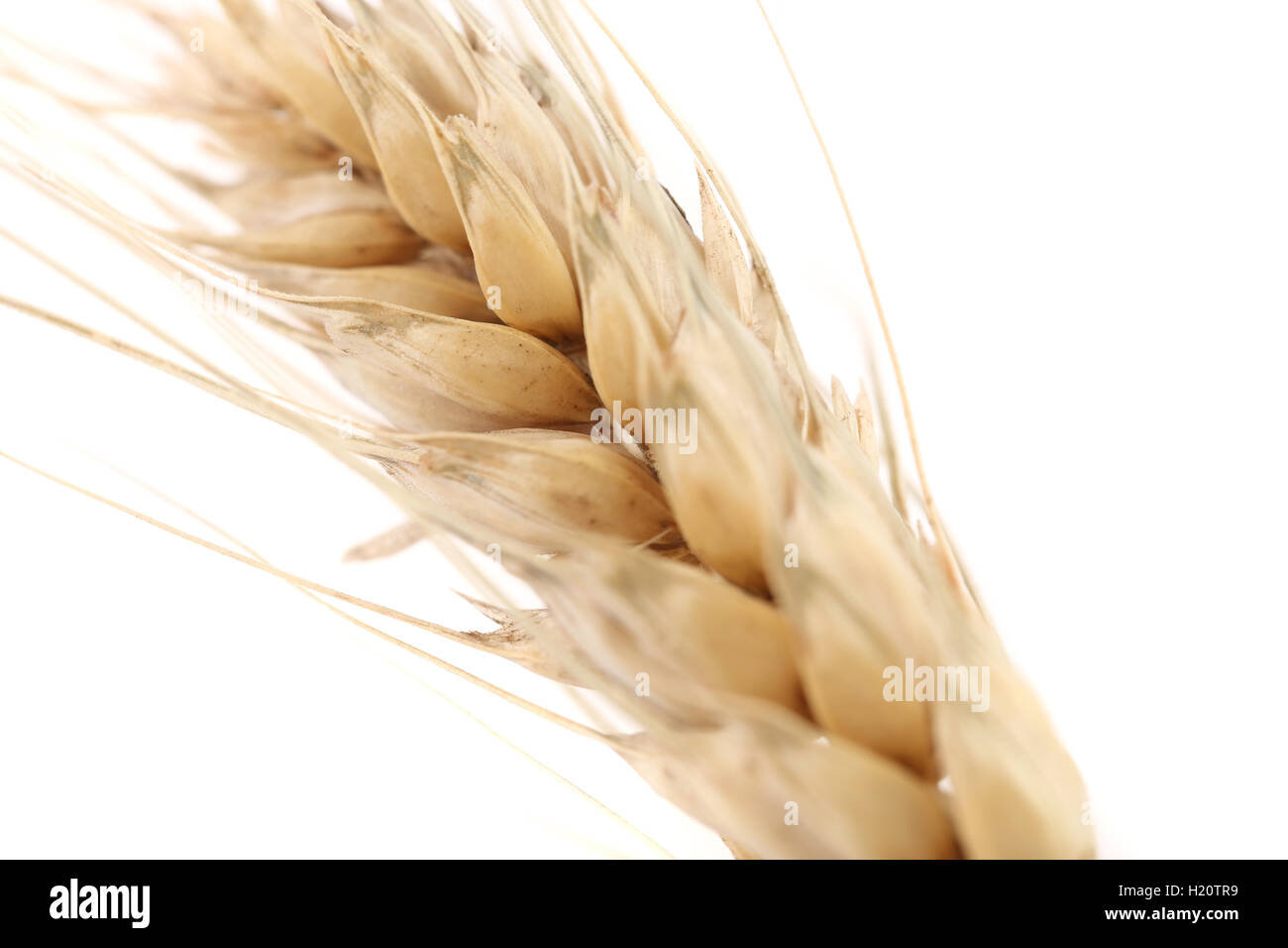 Close up of ear wheat Stock Photo - Alamy