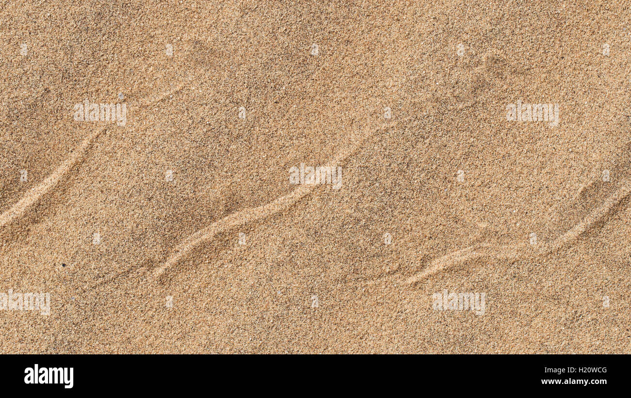Snake tracks hi-res stock photography and images - Alamy