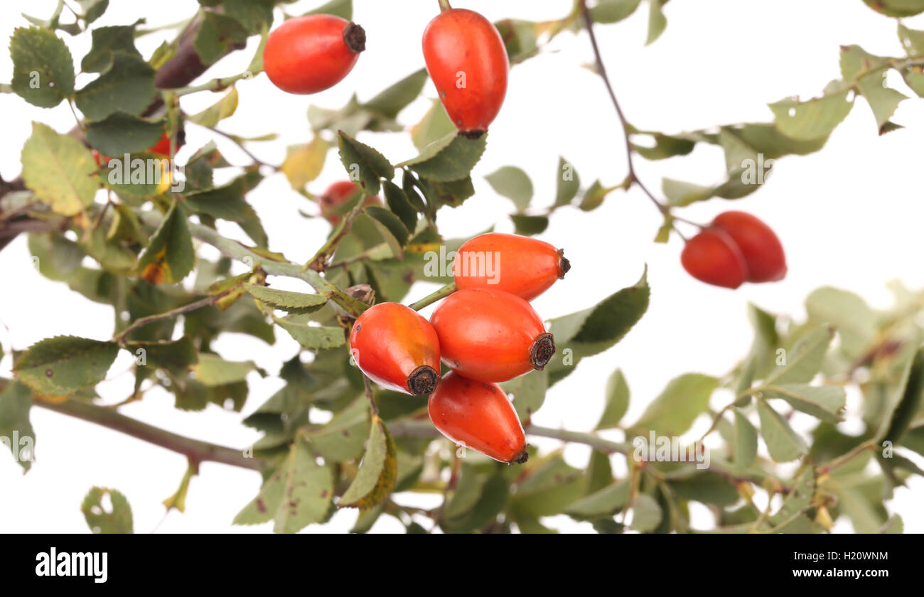 Isolated image of a branch rose hips Stock Photo - Alamy