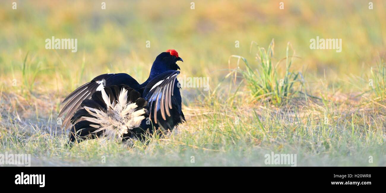 Lekking black grouse Stock Photo - Alamy