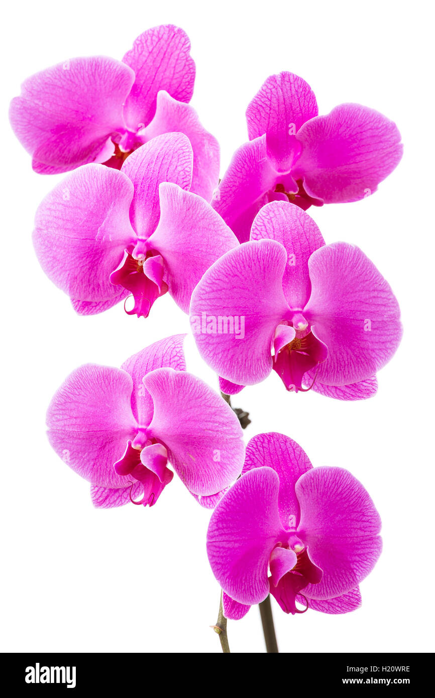Radiant flower hi-res stock photography and images - Alamy