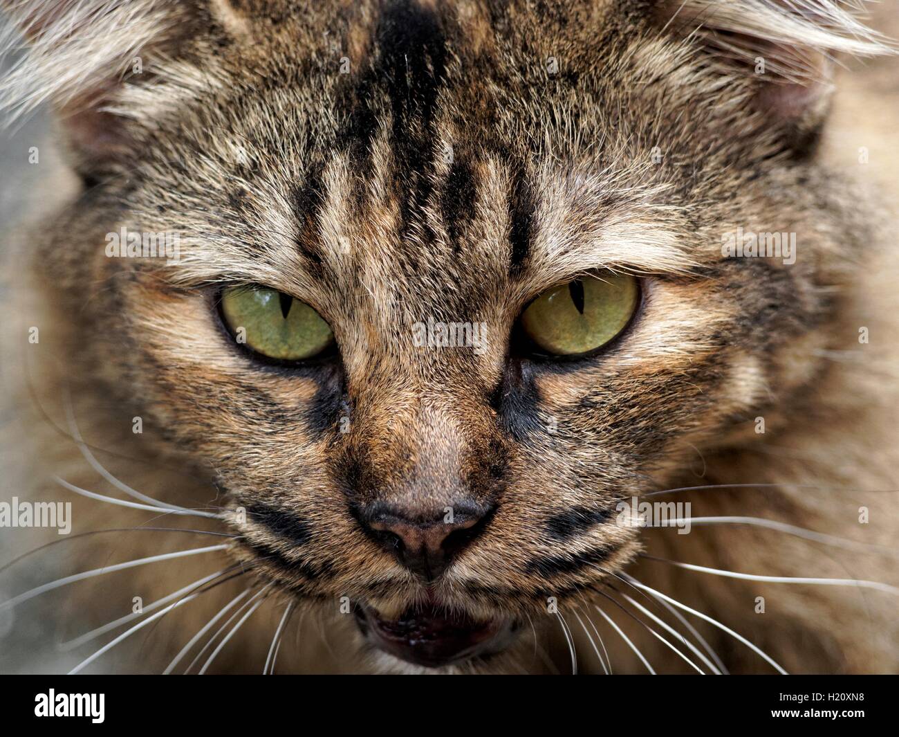 Cat eyes with a stare Stock Photo - Alamy