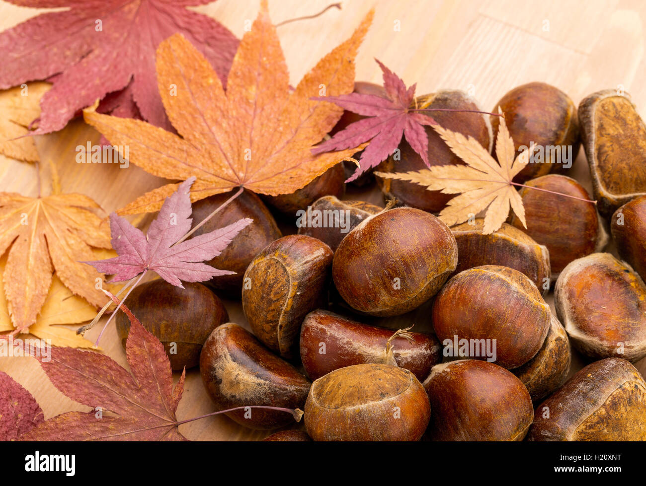 Chestnut and autumn maple Stock Photo - Alamy