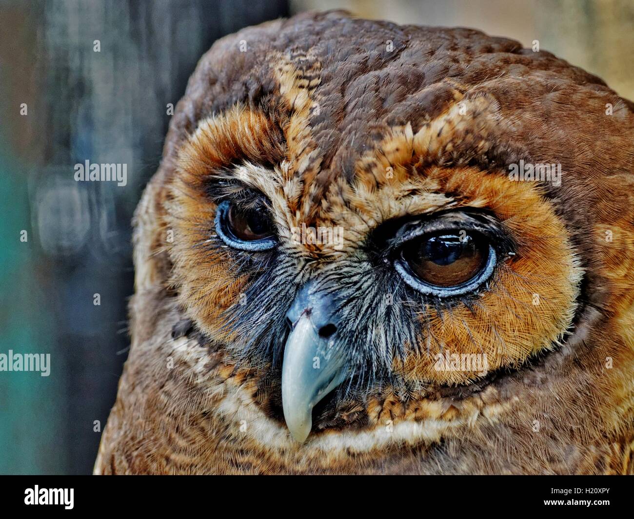 The Owl with staring Stock Photo - Alamy